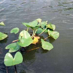 Spatterdock, Cow lily - Best of Lake Norman